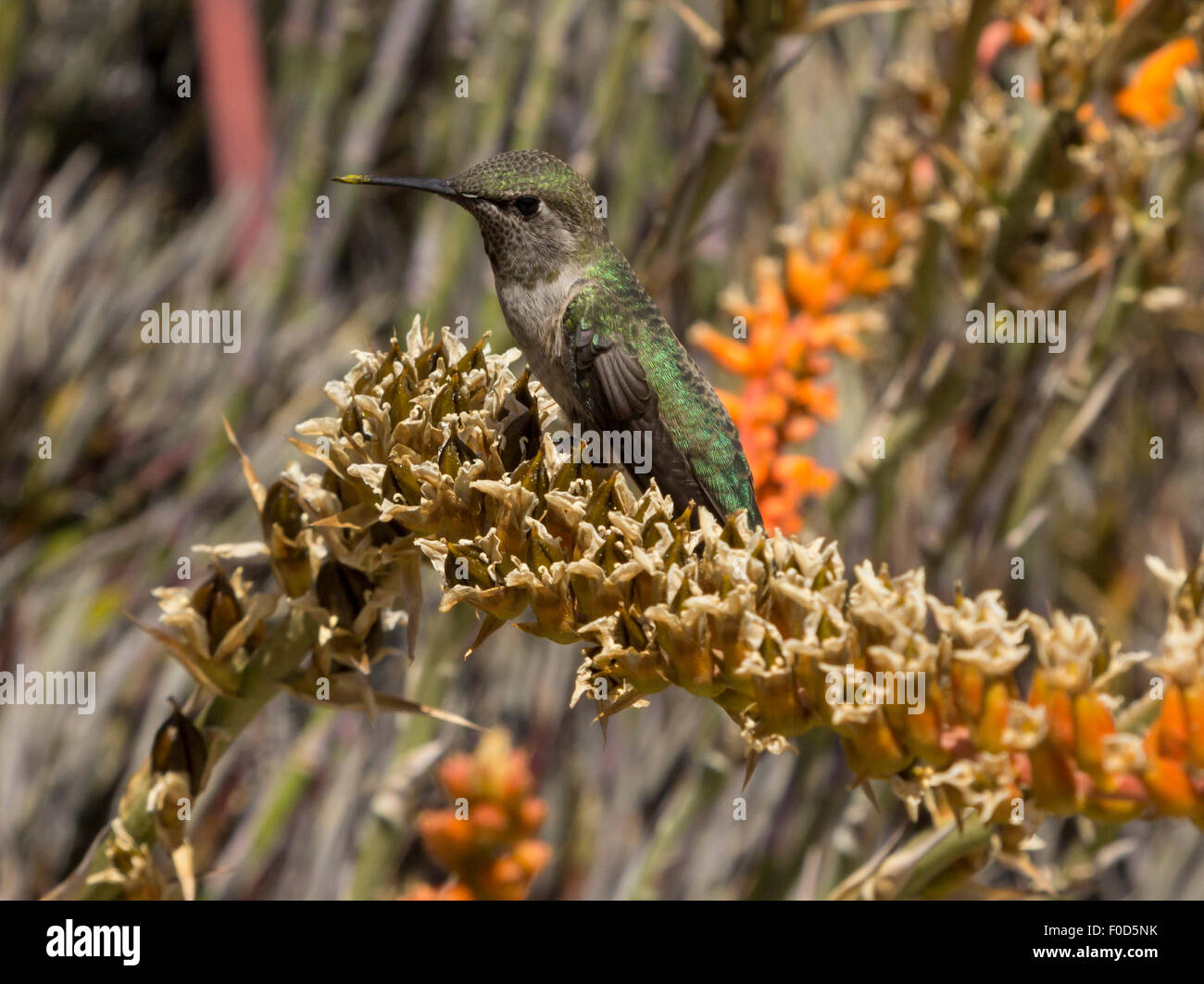 Female anna hummingbird hi-res stock photography and images - Alamy