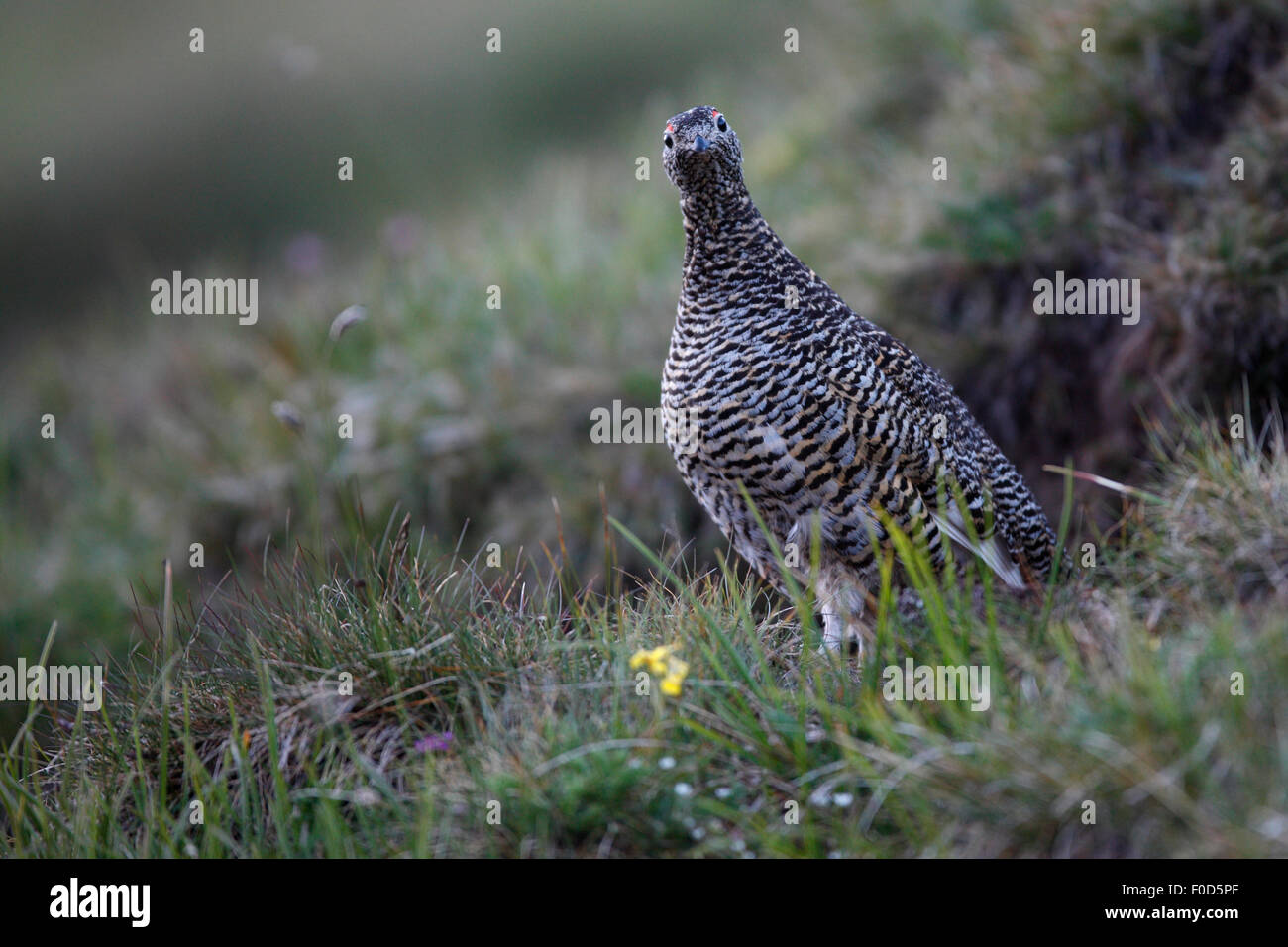 Rock ptarmigan (Lagopus mutus) Hohe Tauern National Park, Austria, July ...