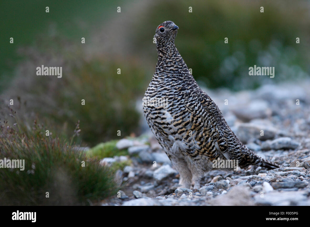 Rock ptarmigan (Lagopus mutus) Hohe Tauern National Park, Austria, July ...