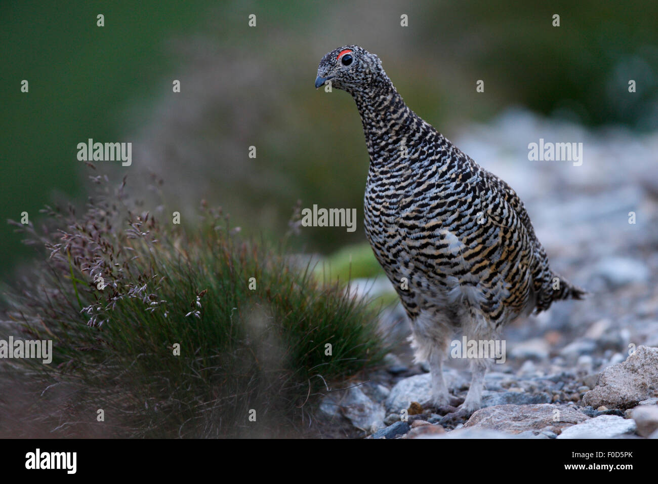 Rock ptarmigan (Lagopus mutus) Hohe Tauern National Park, Austria, July ...