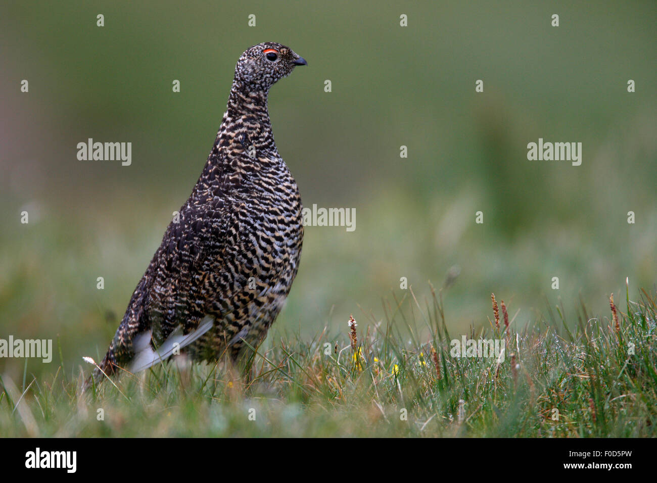 Rock ptarmigan (Lagopus mutus) portrait, Hohe Tauern National Park ...