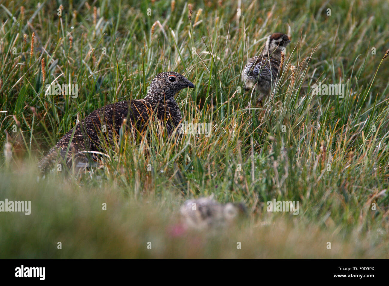 Ptarmigan chicks hi-res stock photography and images - Alamy