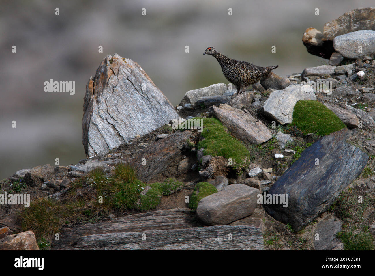 Rock ptarmigan (Lagopus mutus) Hohe Tauern National Park, Austria, July ...