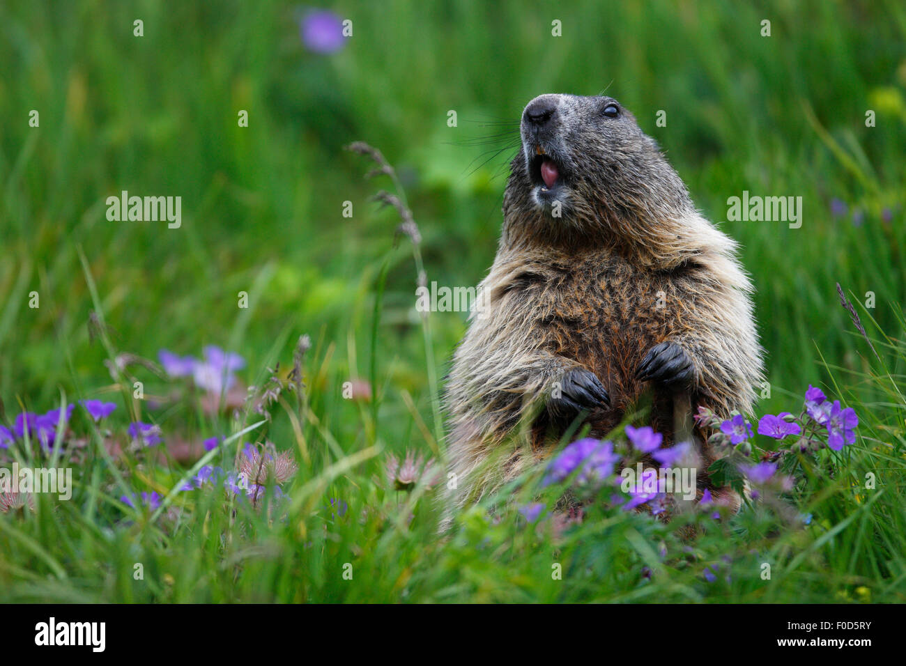 Alpine marmot (Marmota marmota) standing on hind legs, Hohe Tauern ...
