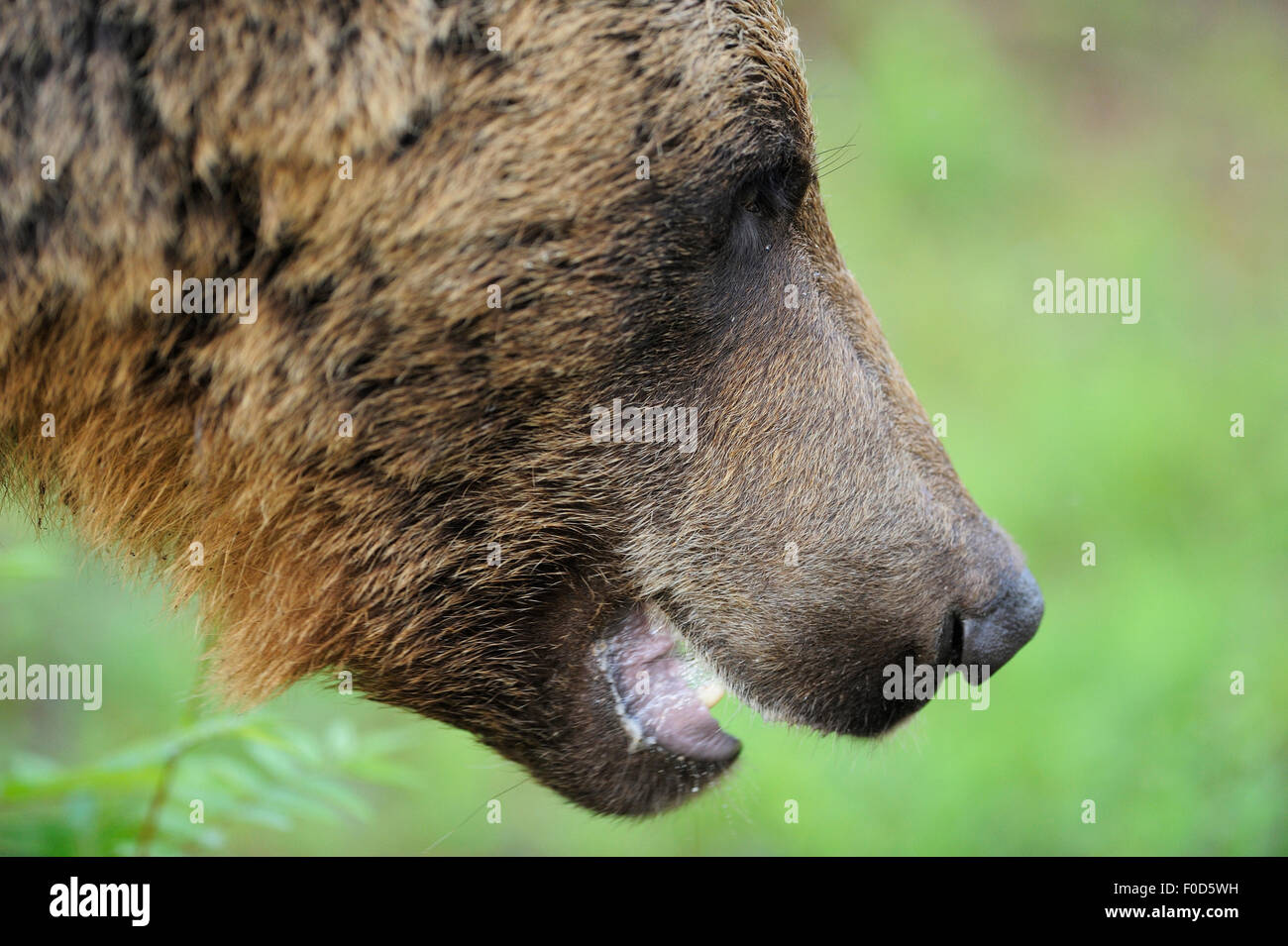 Brown bear nose hi-res stock photography and images - Alamy