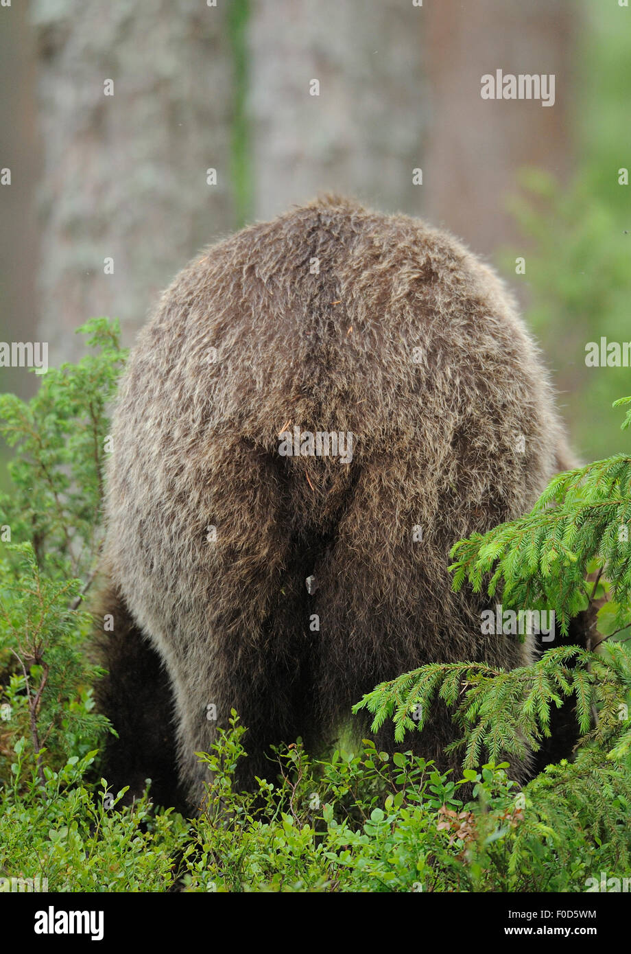 Bear hidden in forest hi-res stock photography and images - Alamy