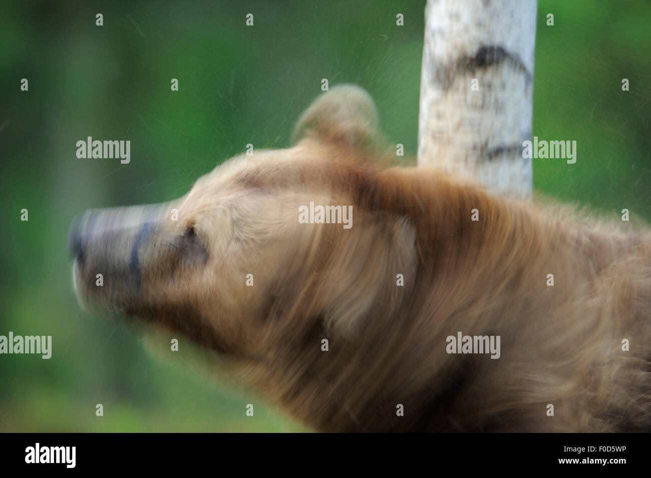 Shaking head blur hi-res stock photography and images - Alamy