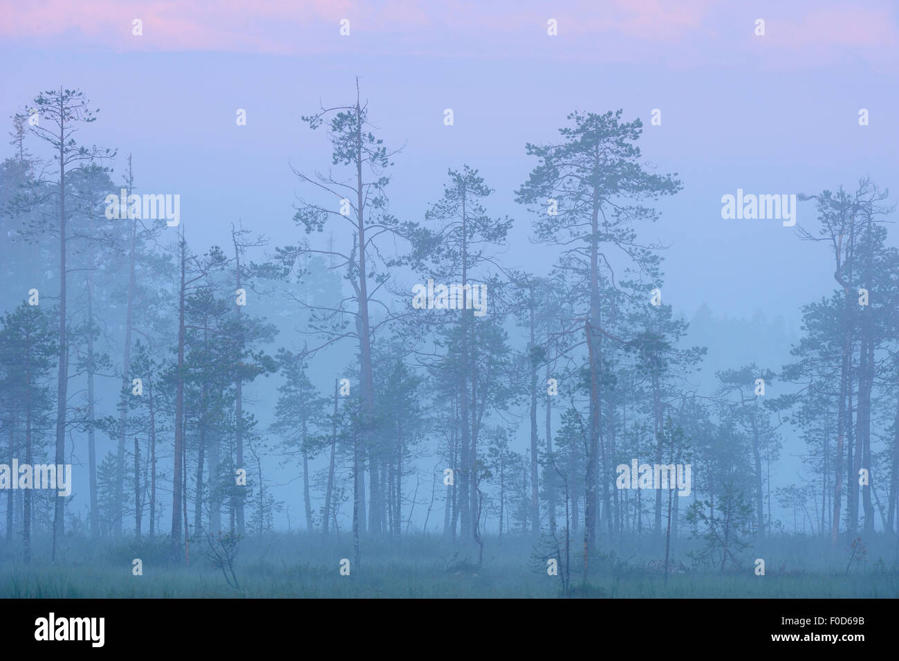 Taiga bog with Scots pine trees (Pinus sylvestris) Kuhmo, Finland, July ...