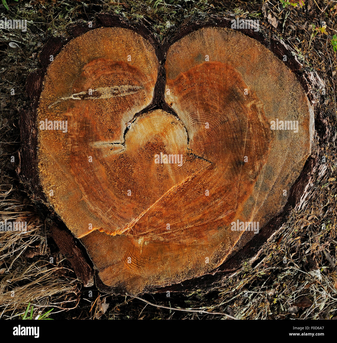 Cross-section of a Scots pine tree (Pinus sylvestris) trunk showing ...