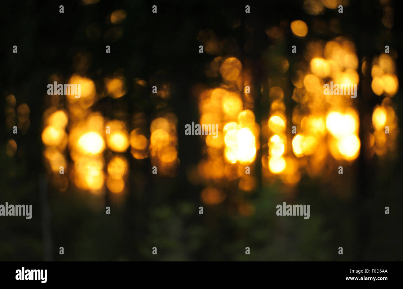 Light shining through taiga Scots pine forest (Pinus sylvestris) Kuhmo ...
