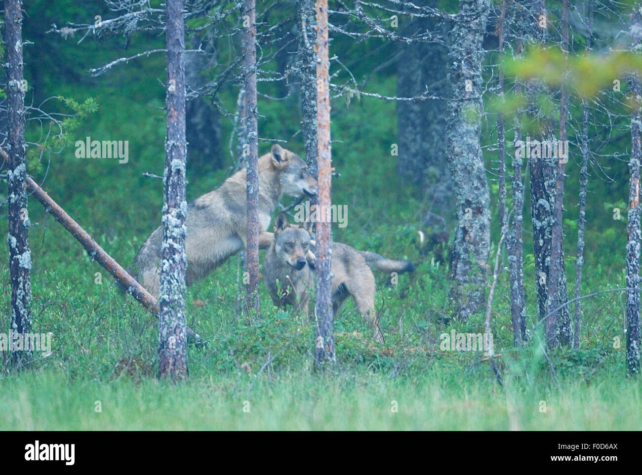 Two wild European Grey wolves (Canis lupus) interacting on woodland ...