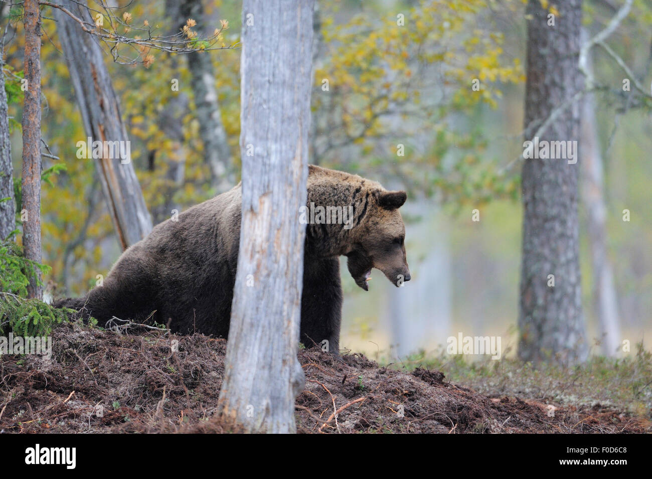 Eurasian brown bear (Ursus arctos) yawning, Kuhmo, Finland, September ...