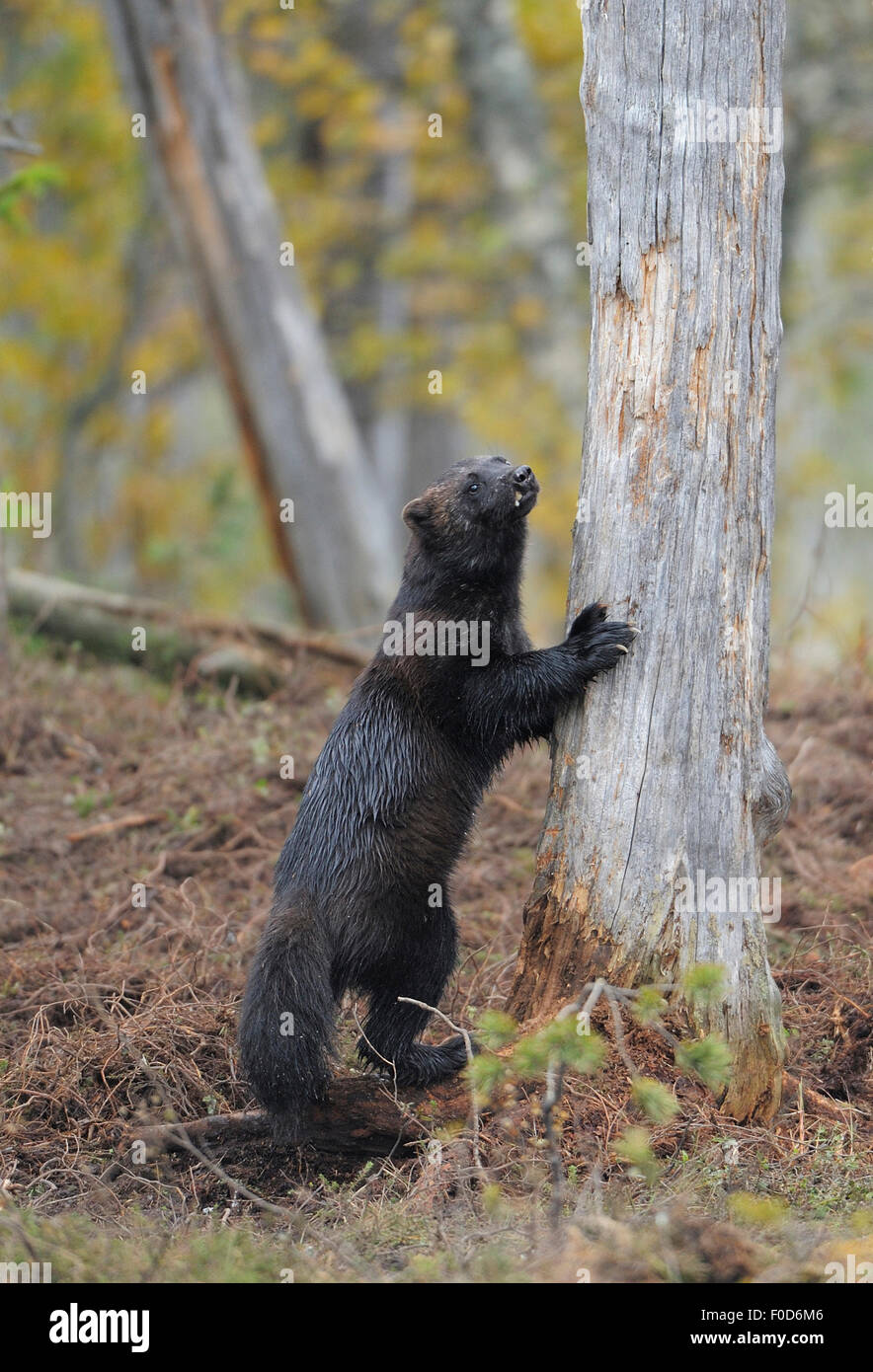 Wolverine (Gulo gulo) standing with front paws against a tree, Kuhmo ...