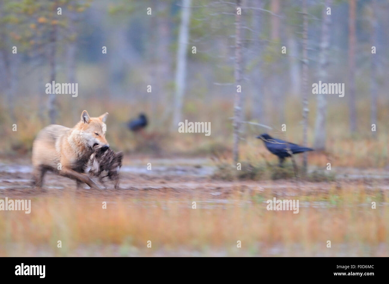Common raven corvus corax hunting hi-res stock photography and images ...