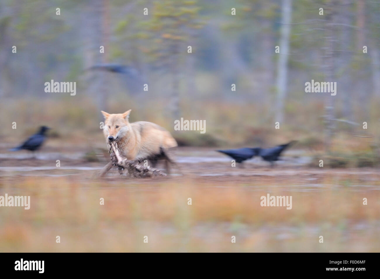 Flying wolves hi-res stock photography and images - Alamy