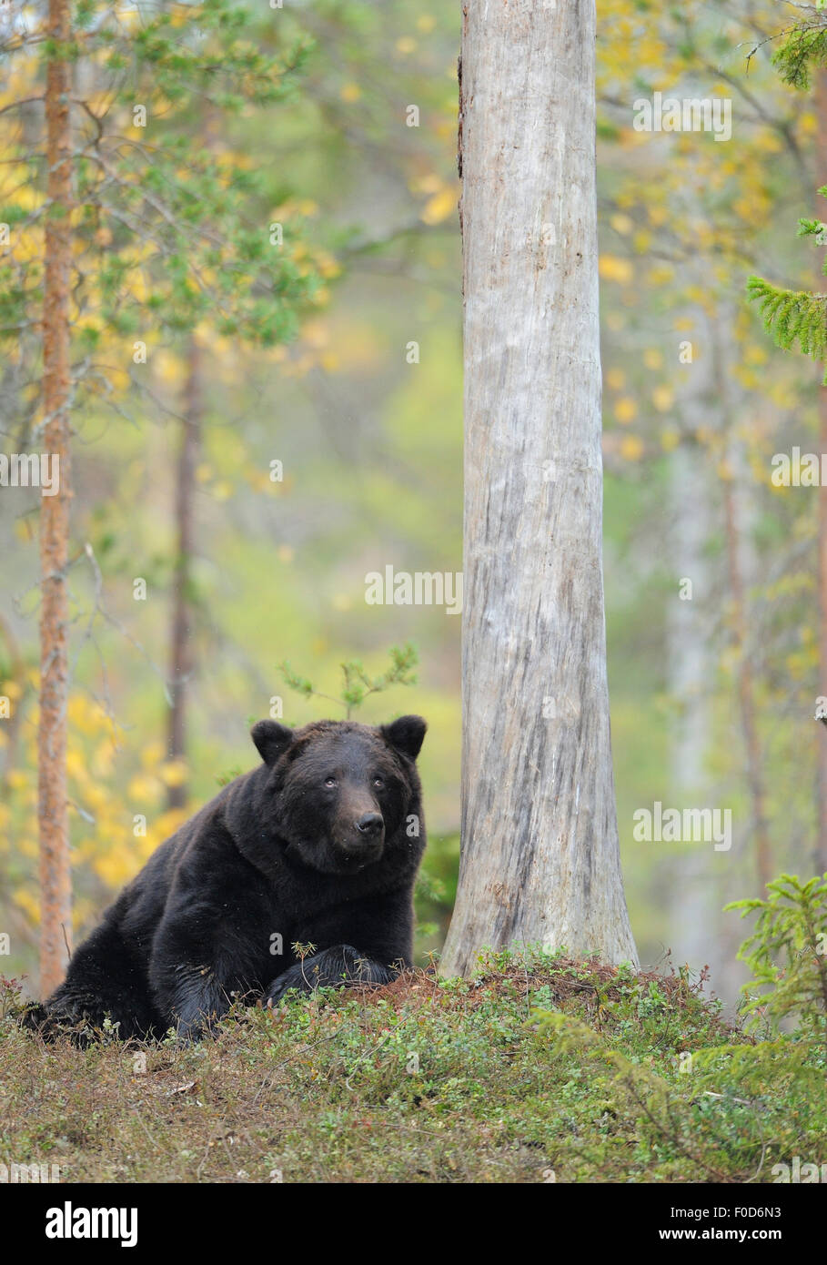 Vertical finnish kuhmo hi-res stock photography and images - Alamy