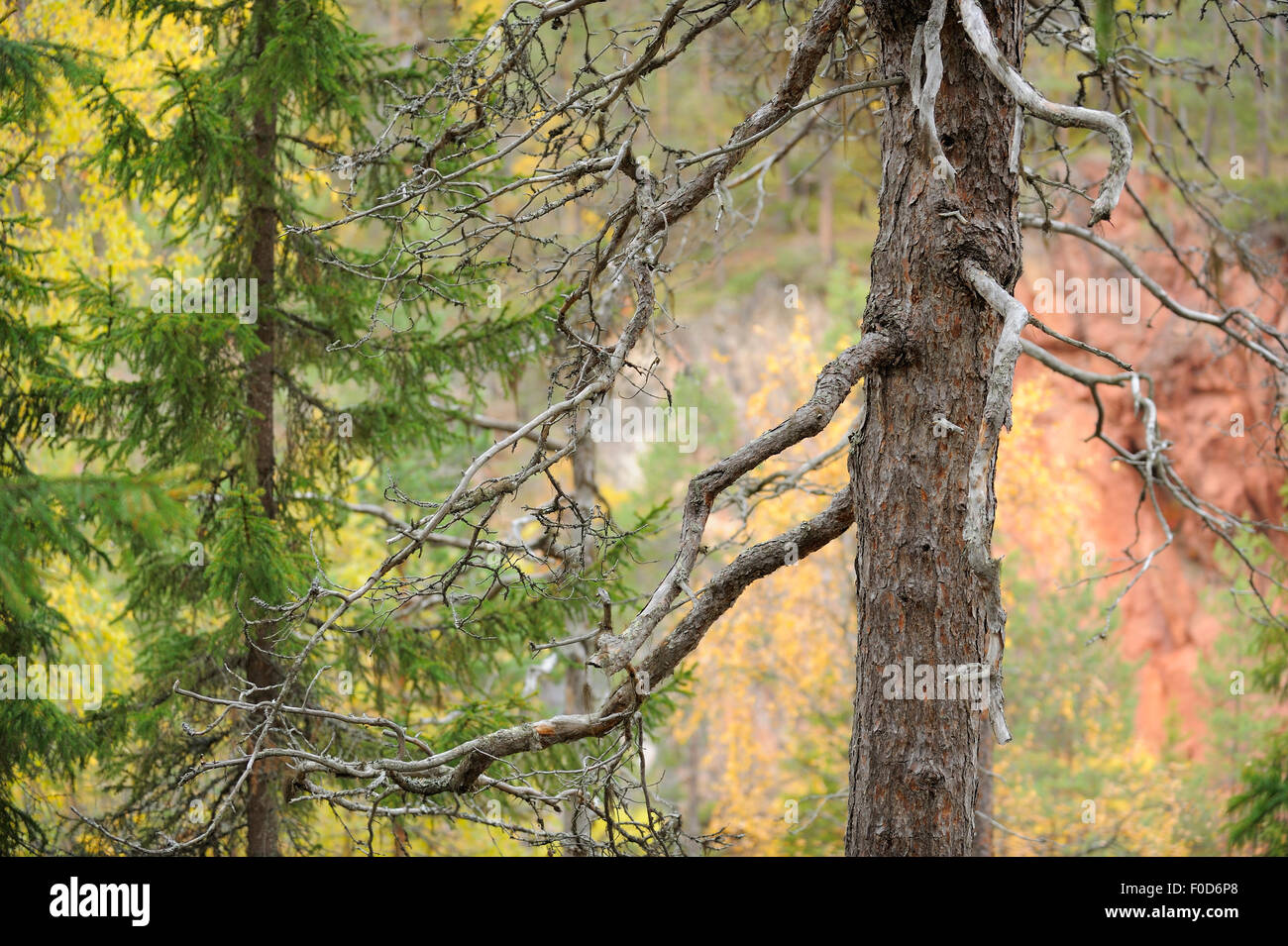 Spruce (Picea abies) trees by the Oulanka River, Finland, September ...