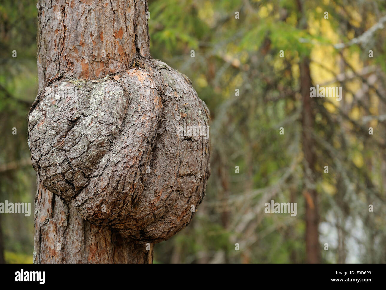 Abnormal tree hi-res stock photography and images - Alamy