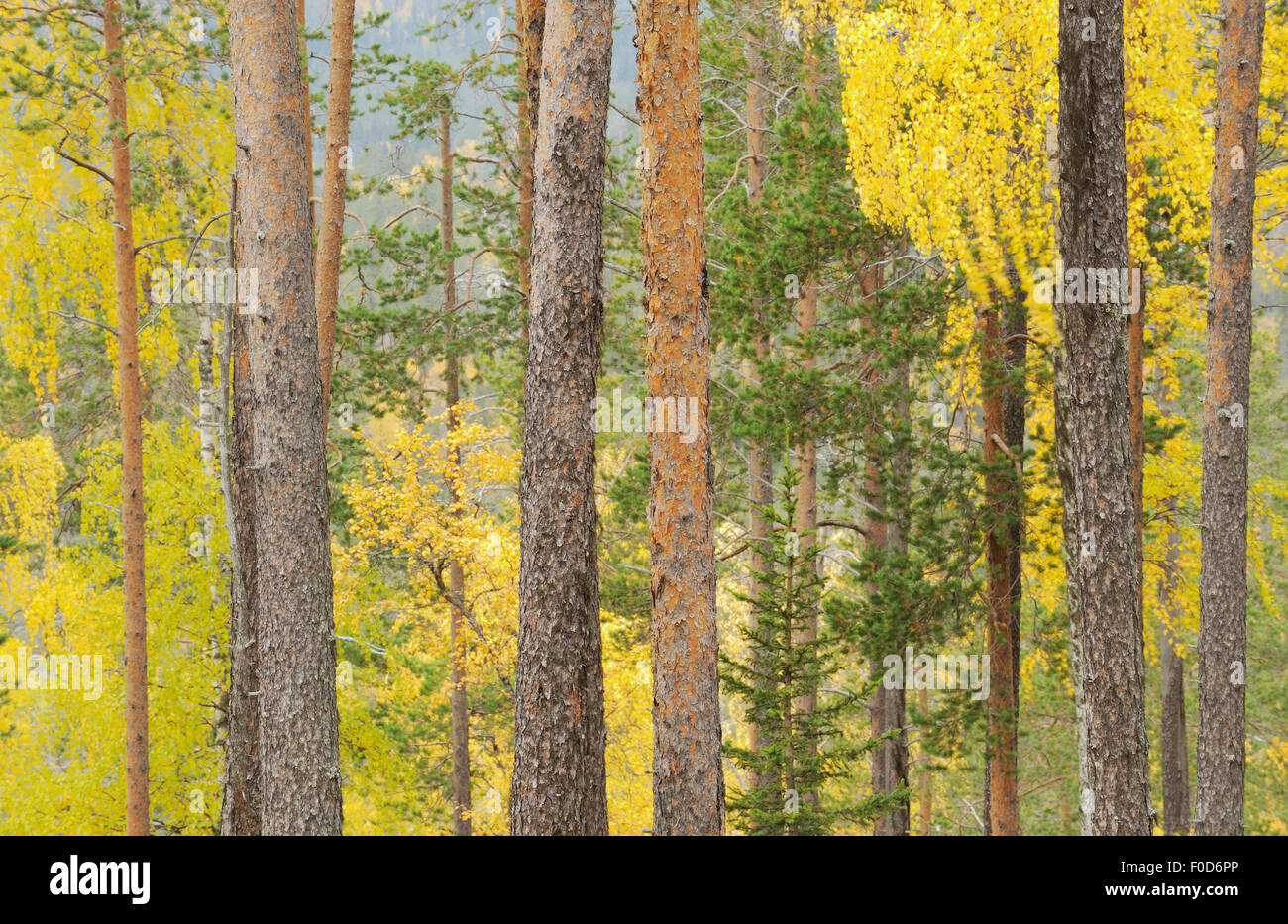 Siberian forest with Scots Pine (Pinus sylvestris) Spruce (Picea abies ...