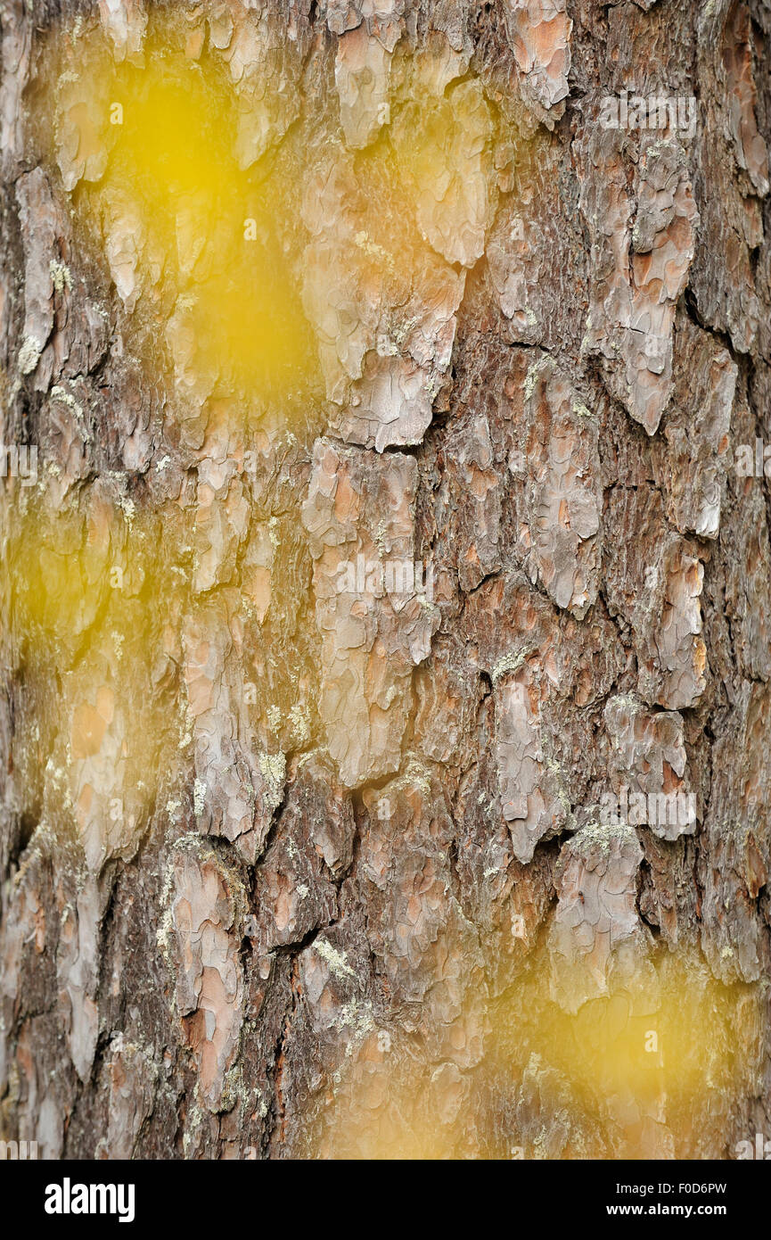 Yellow pine bark hi-res stock photography and images - Alamy