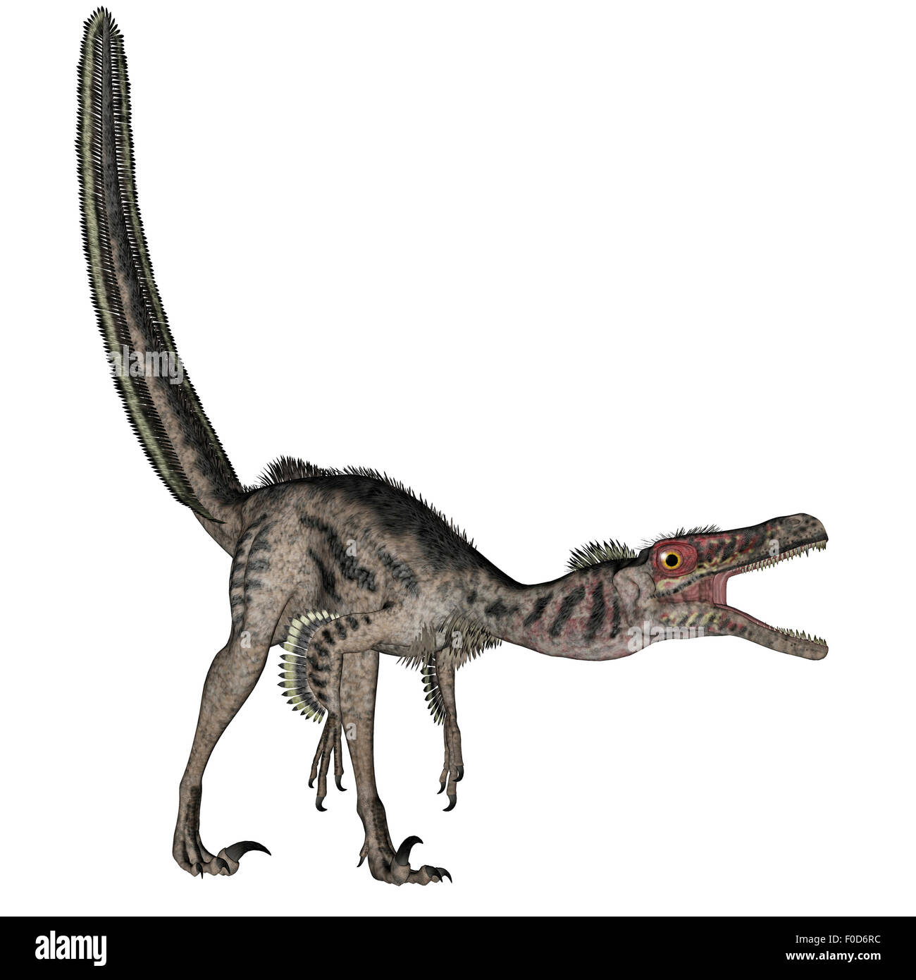 Velociraptor dinosaur roaring, white background Stock Photo - Alamy