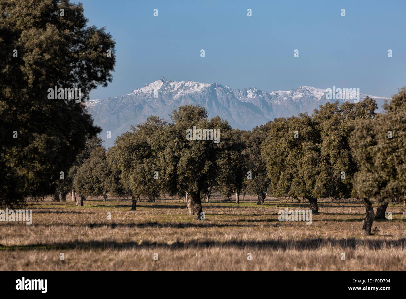 Mountains of Caceres viewed over the olive trees of Trujillo in ...