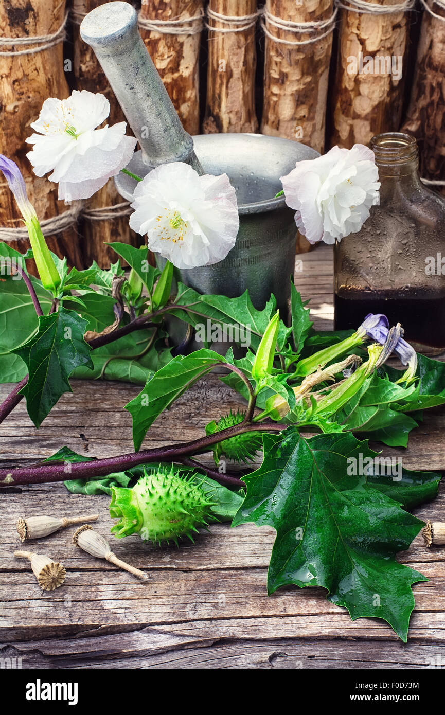 Stems of herbaceous medicinal plants genus Datura Nightshade family ...