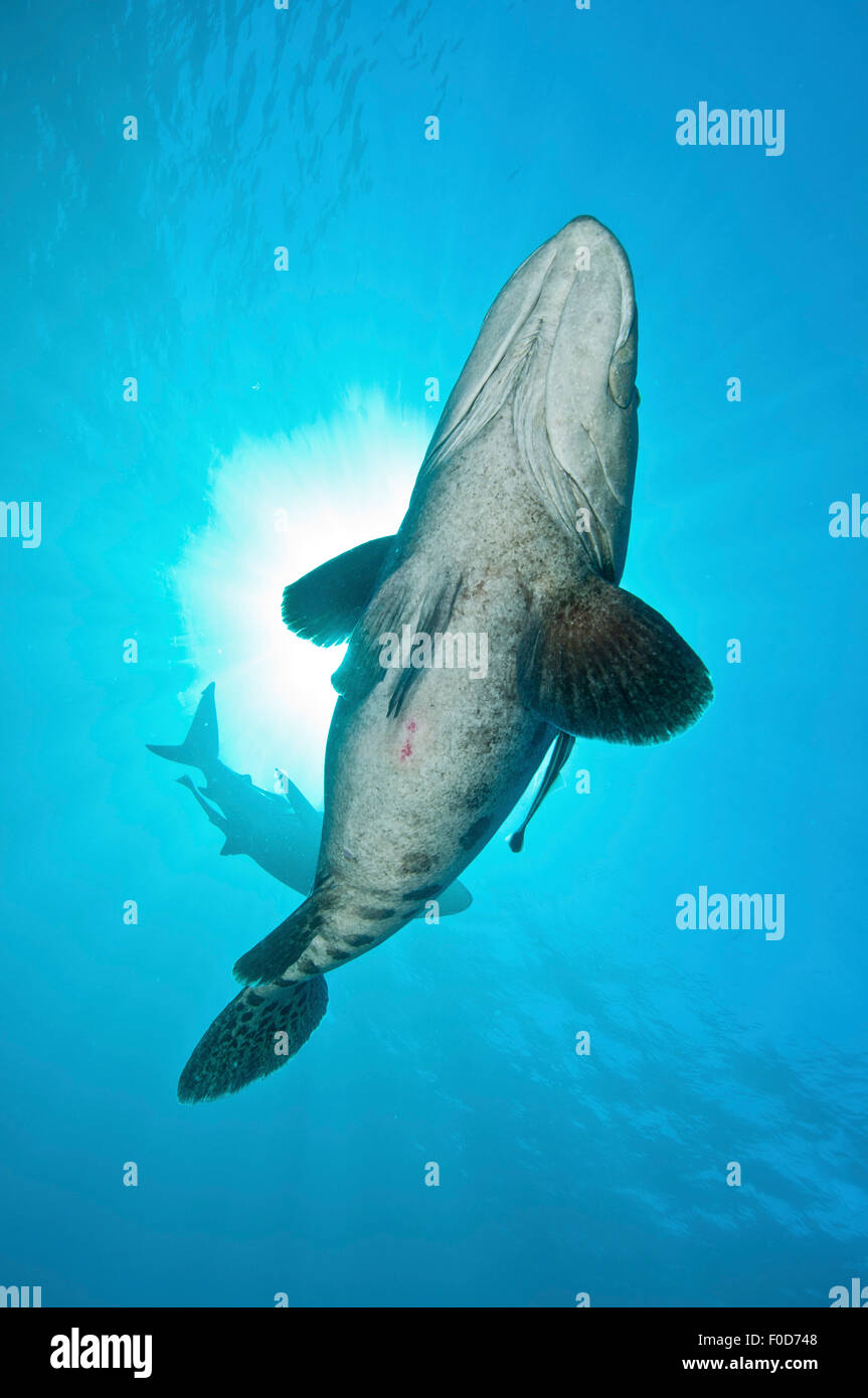 A large potato cod with remora in tow and an oceanic blacktip shark in ...