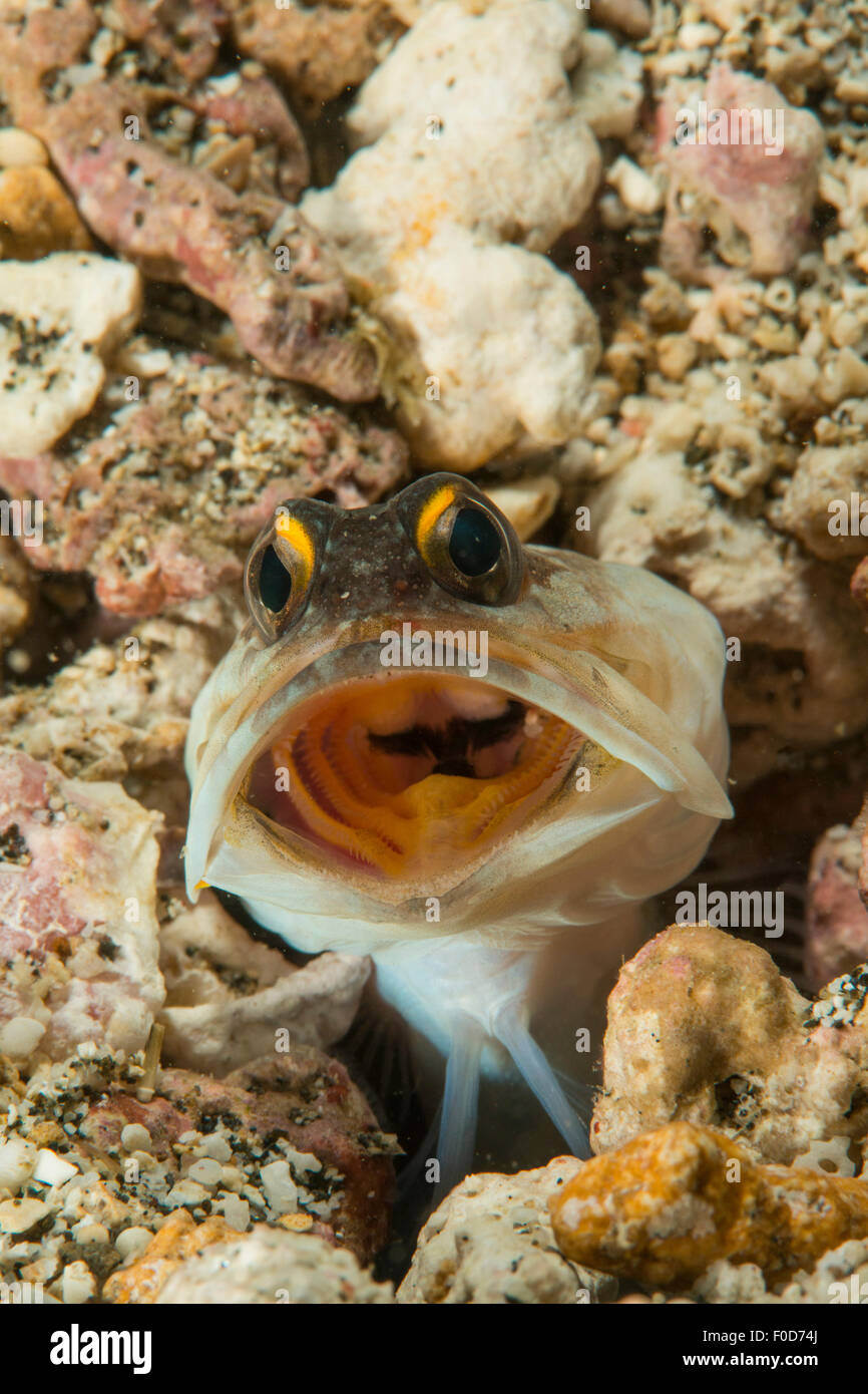 Gold fish surprise open mouth hi-res stock photography and images - Alamy