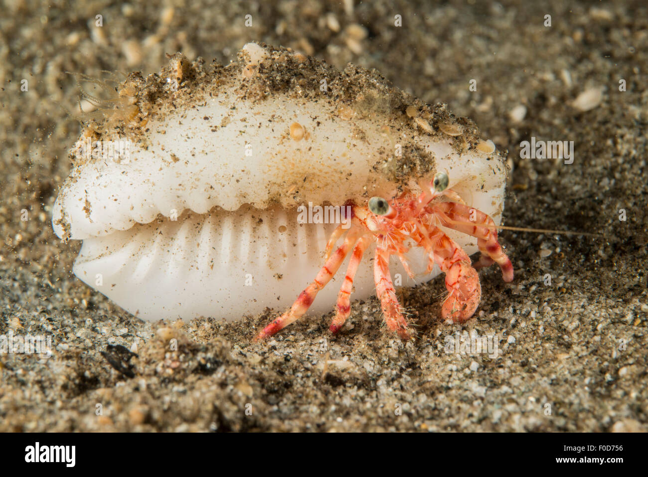 Tiny red hermit crab with white conch shell, Cenderawasih Bay, West ...
