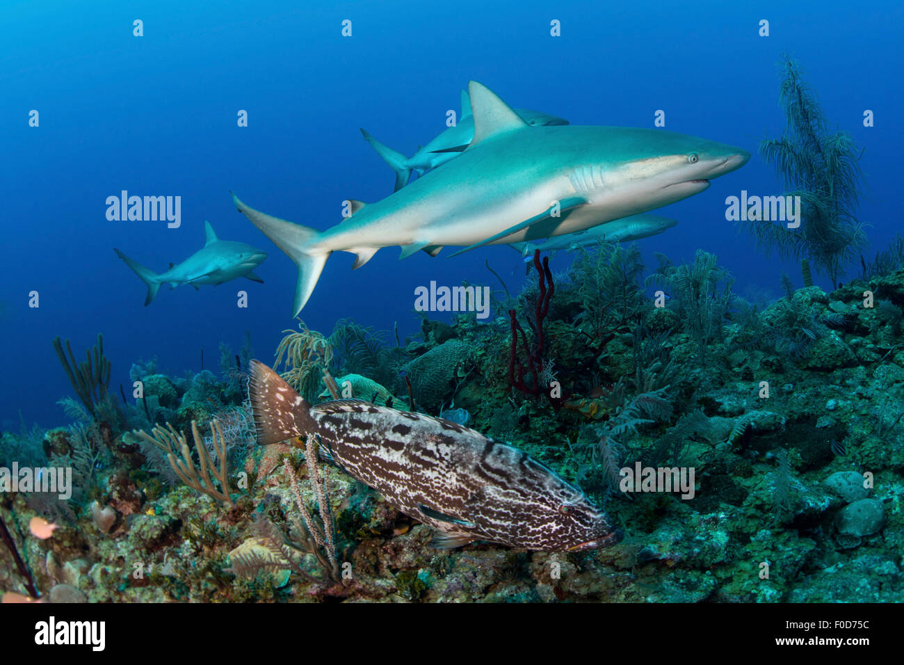 Goliath grouper hi-res stock photography and images - Alamy