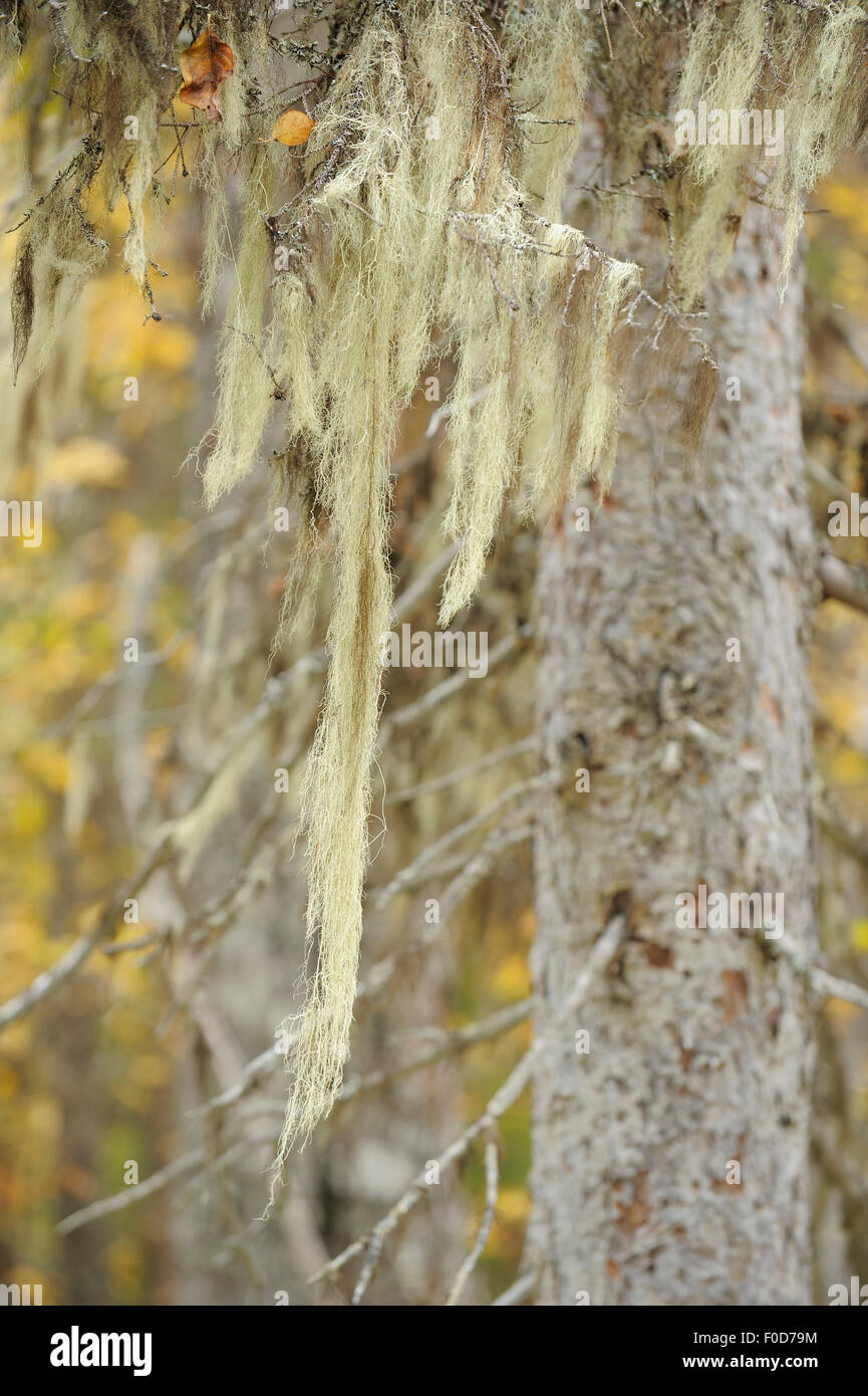 Lichens Usnea Filipendula High Resolution Stock Photography and Images ...