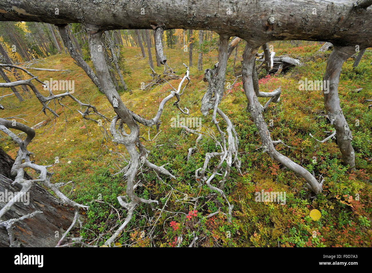 Fallen tree supported by branches showing old growth, Siberian forest ...