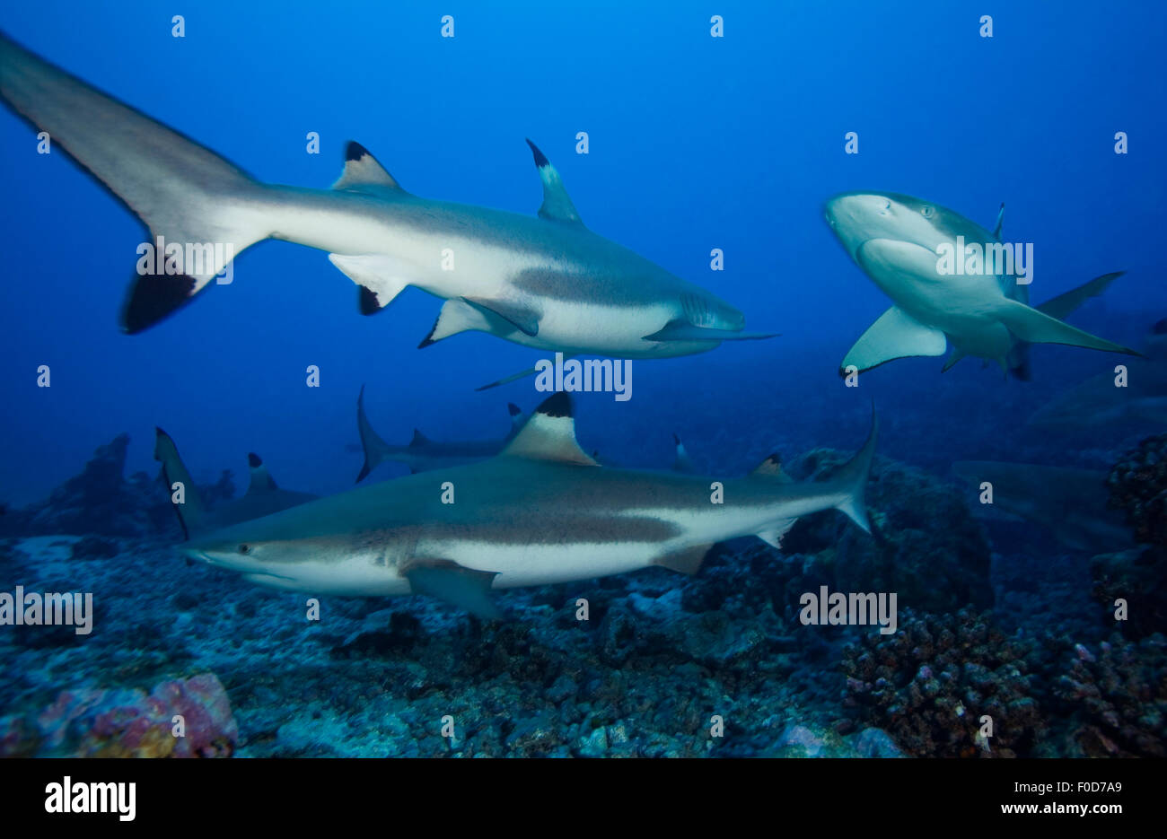 Shark group hi-res stock photography and images - Alamy