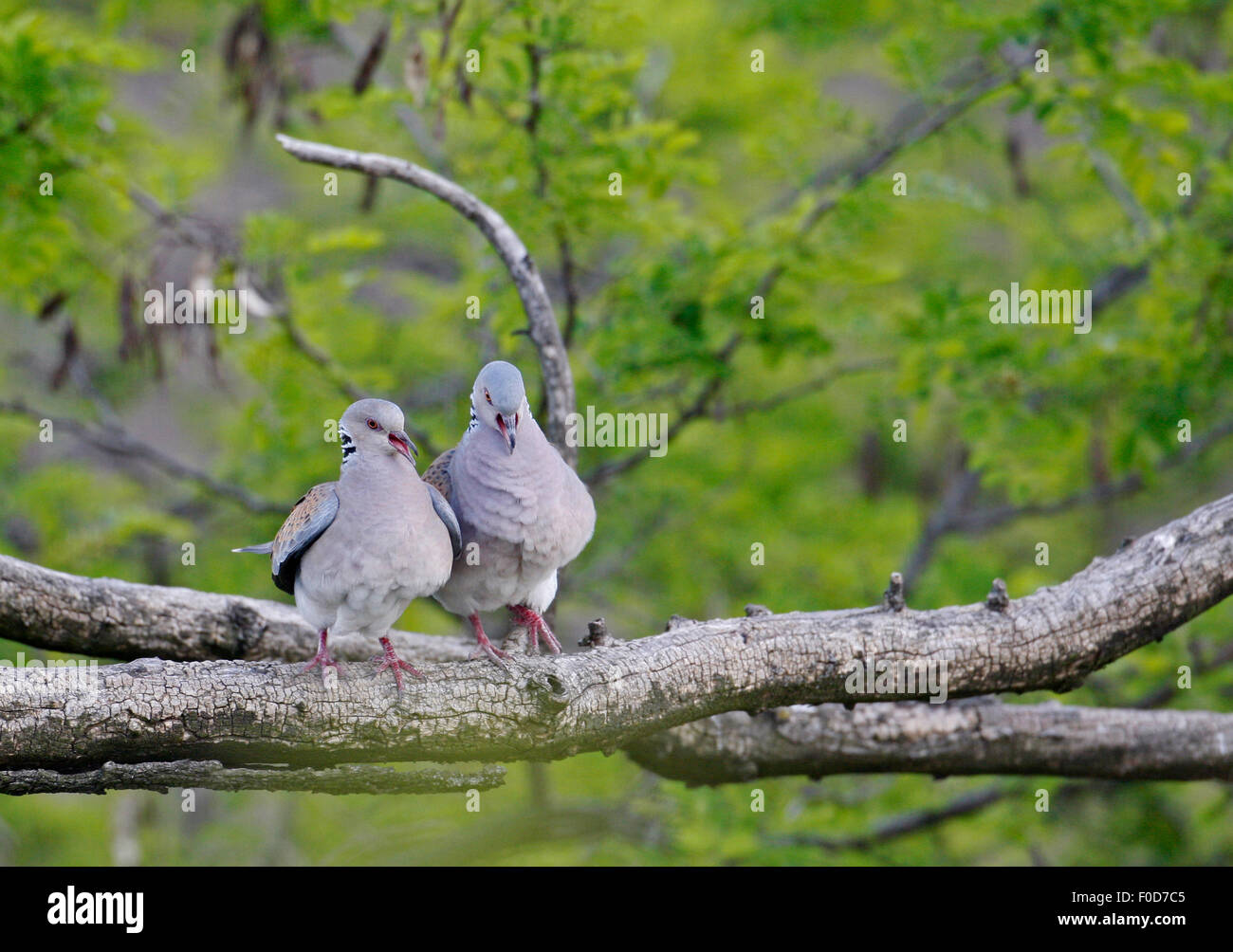 Turtle doves pair hi-res stock photography and images - Alamy