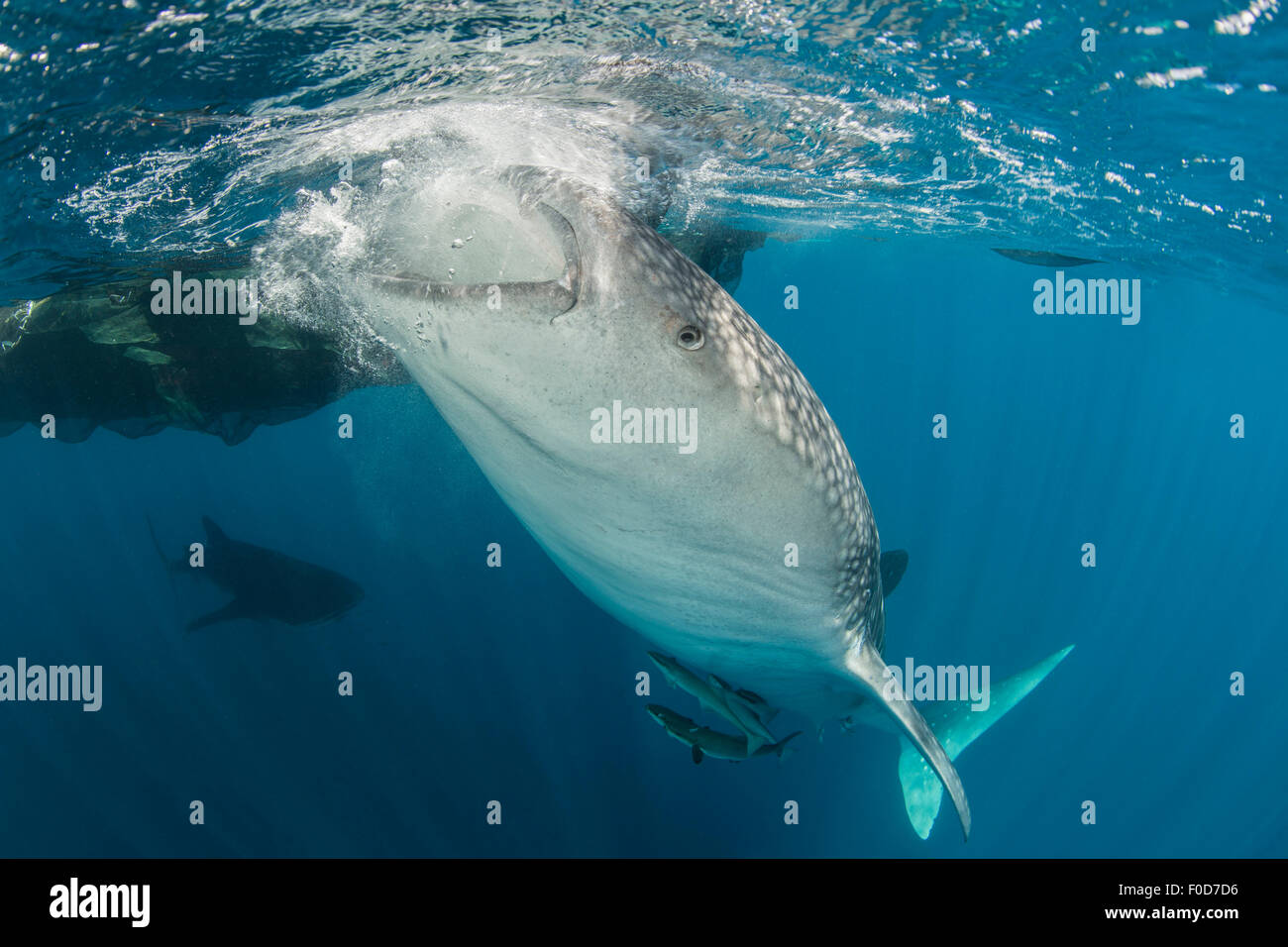 Whale shark remora mouth hi-res stock photography and images - Alamy