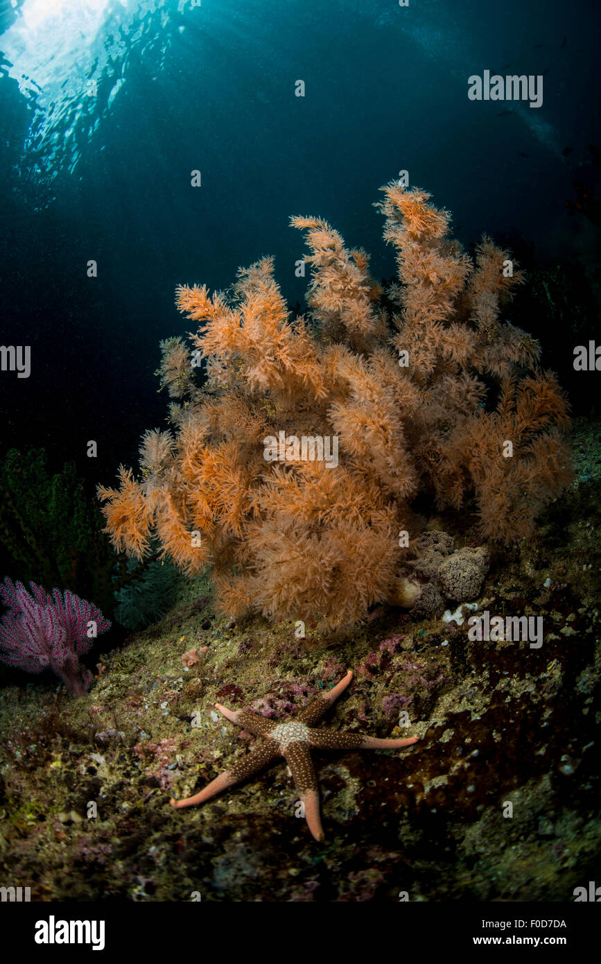 Orange black coral bush seen through a window in the water, with sharp ...
