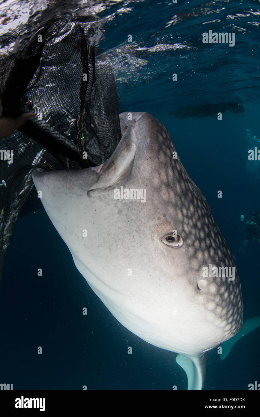 Shark sucking hi-res stock photography and images - Alamy