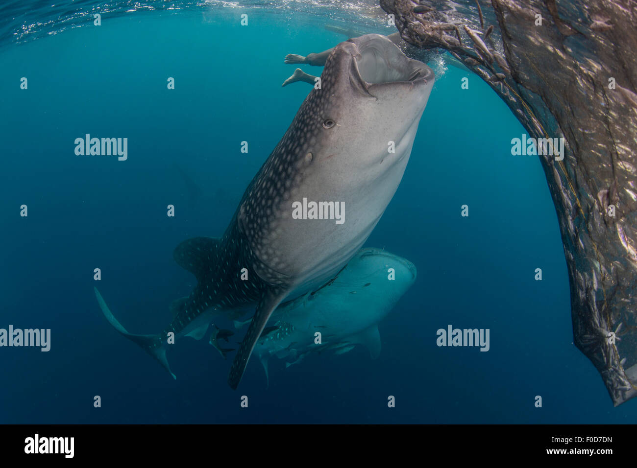 Pair of whale sharks sucking at fishing nets for scraps of fish ...