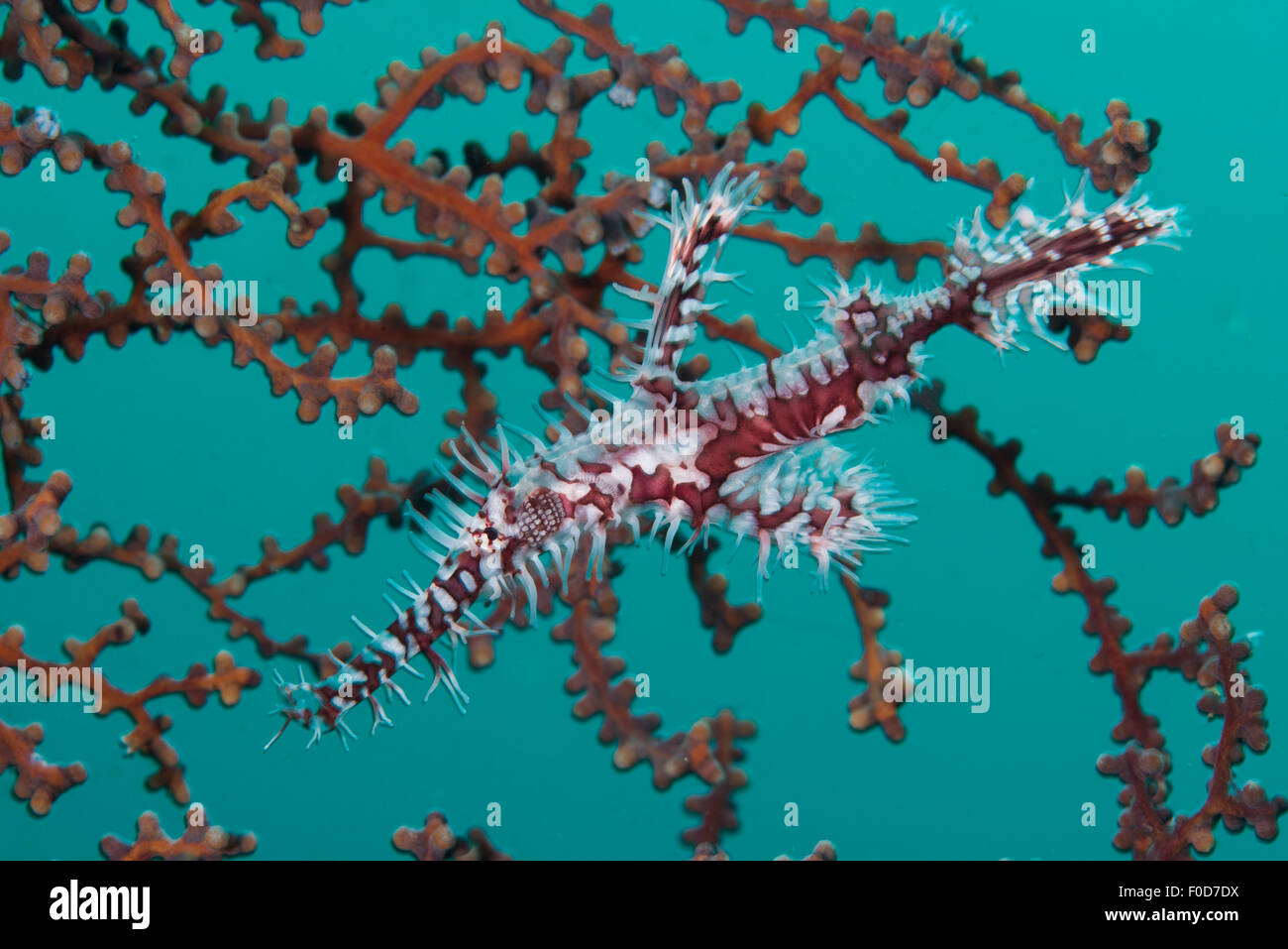 Red sea pipefish hi-res stock photography and images - Alamy