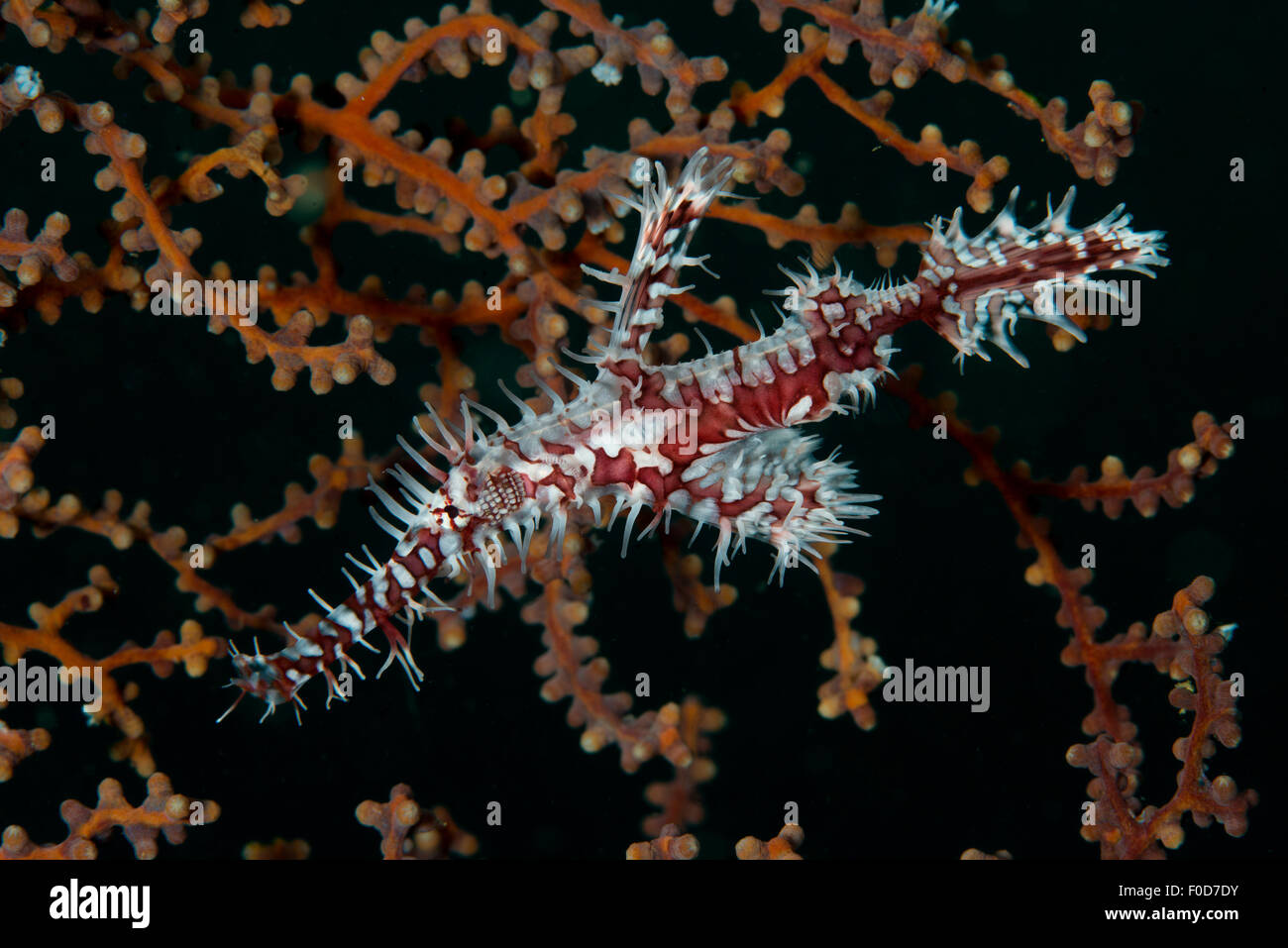 Red sea pipefish hi-res stock photography and images - Alamy