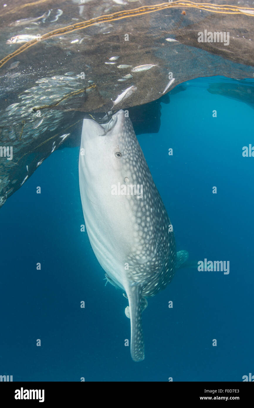 Whale shark sucking at fishing nets for scraps of fish, Cenderawasih ...