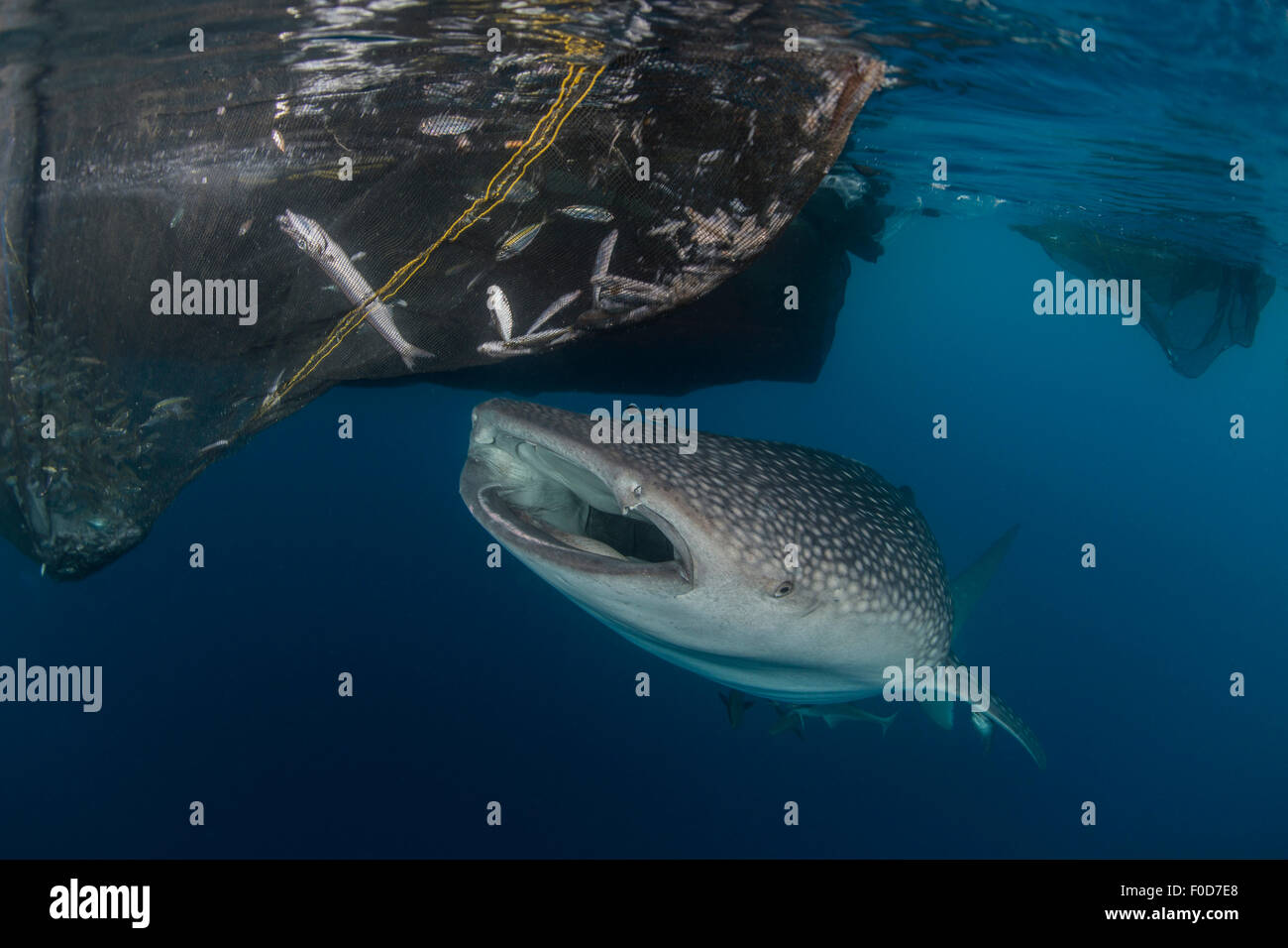 Whale shark rhincodon typus sucking in water hi-res stock photography ...