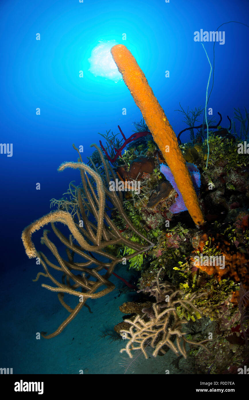 Colorful reef scene with bright orange tube sponge and soft coral ...