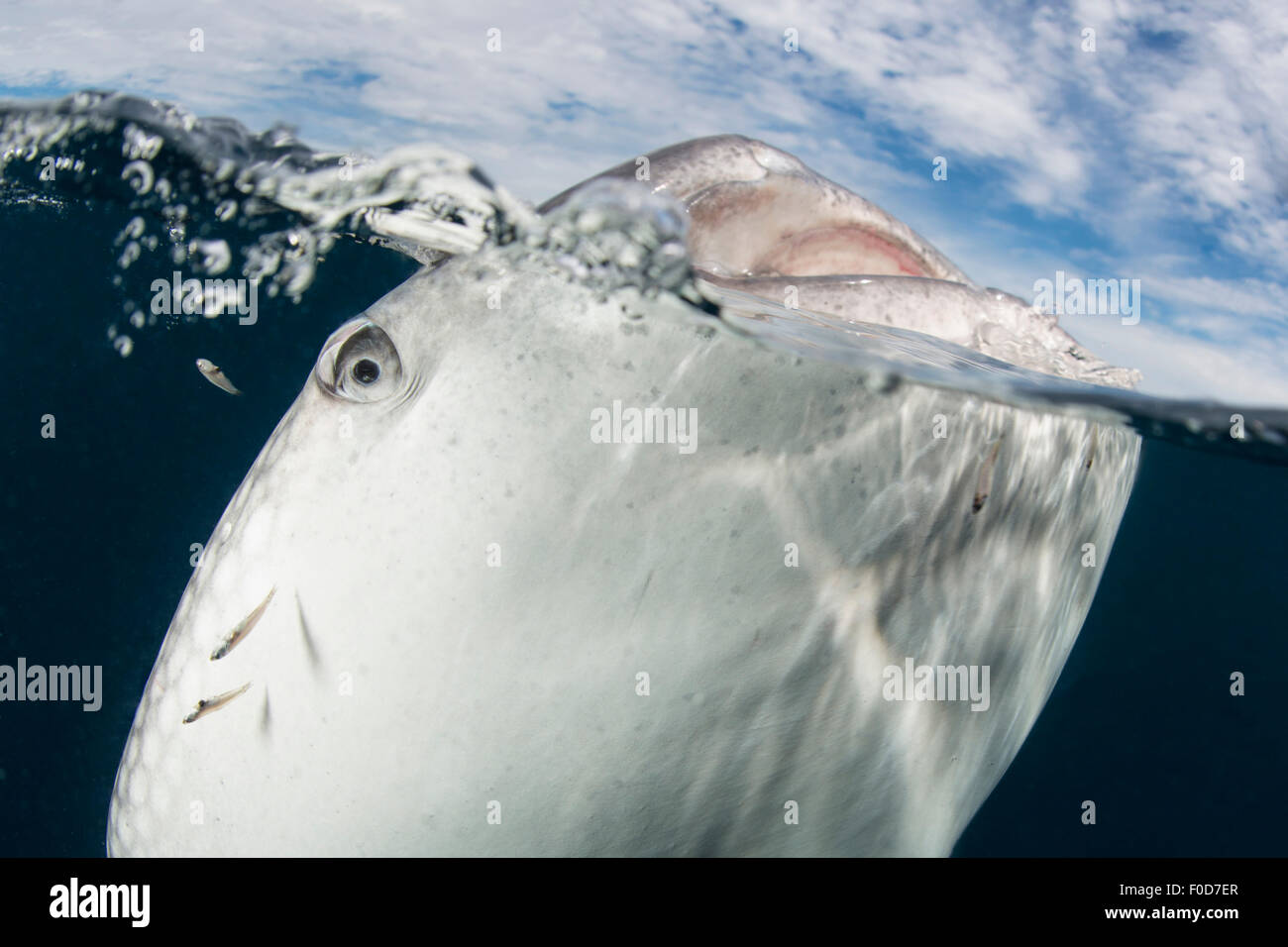 Whale shark breaching the surface, gulping water, Cenderawasih Bay ...