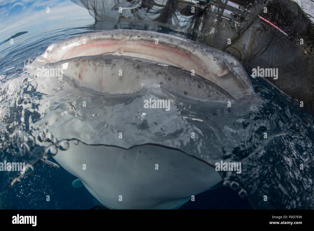 Whale shark breaching the surface, gulping water under fishing nets ...