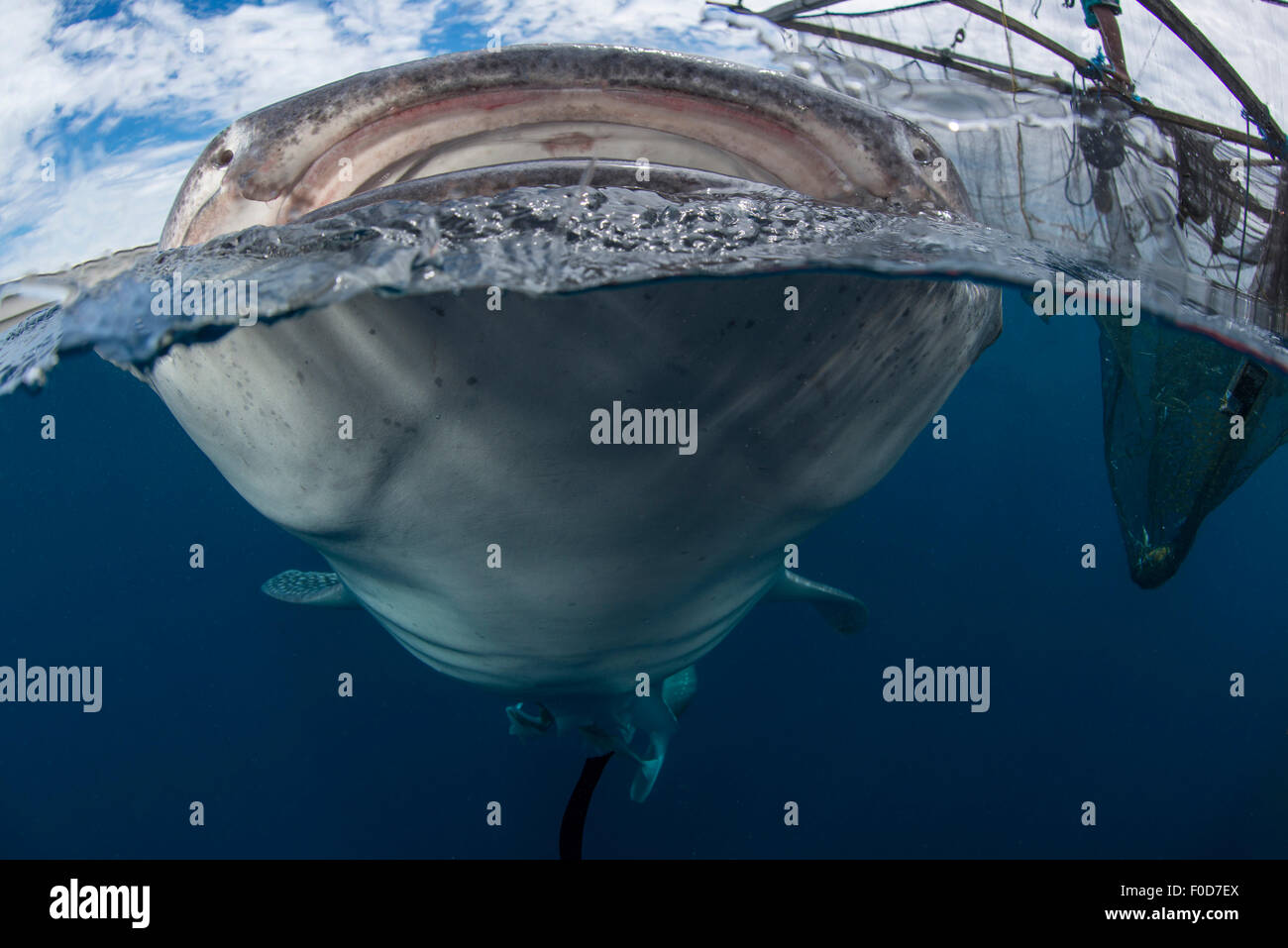Whale shark breaching the surface, gulping water under fishing nets ...