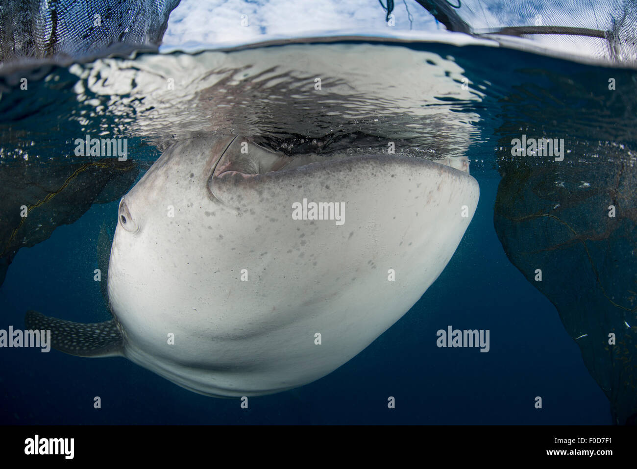 Close-up view of a whale shark breaching the surface, gulping water ...