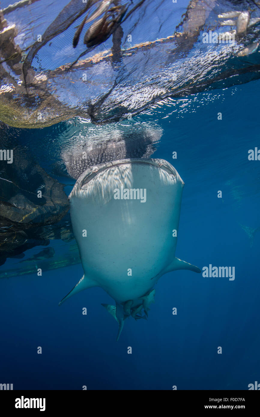 Whale shark swimming under bagan and fishing nets, with its head ...