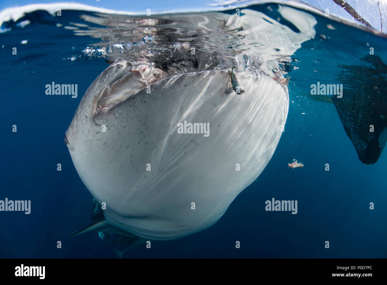Close-up view of a whale shark breaching the surface, gulping water ...